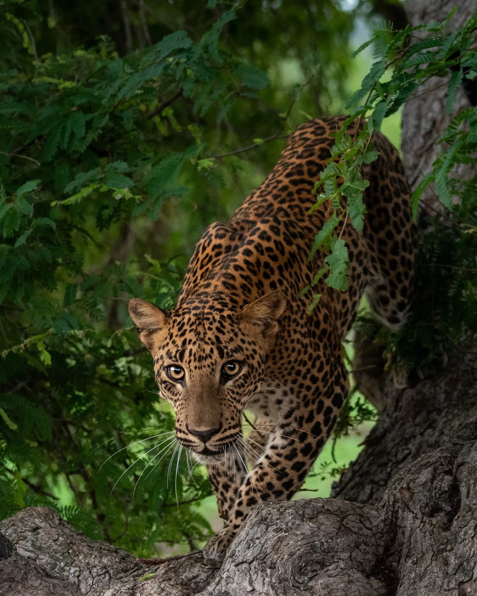 Yala National Park Safari Guide 2026 | Sri Lankan Guideline